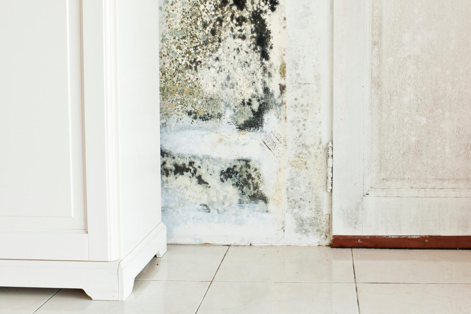How to Detect Hidden Mold in Your House Before It Becomes a Problem ...